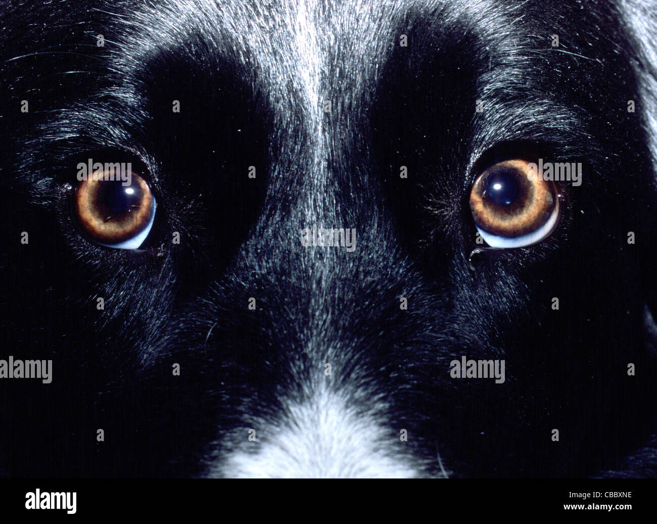 Angry Dog Collie High Resolution Stock Photography and Images - Alamy