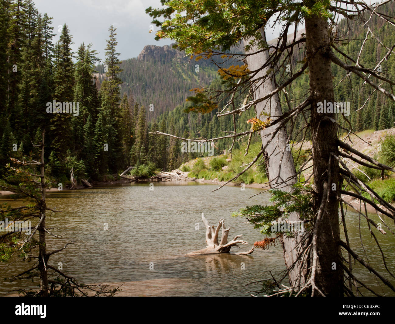 Rio Grande National Forest in Colorado Stock Photo - Alamy