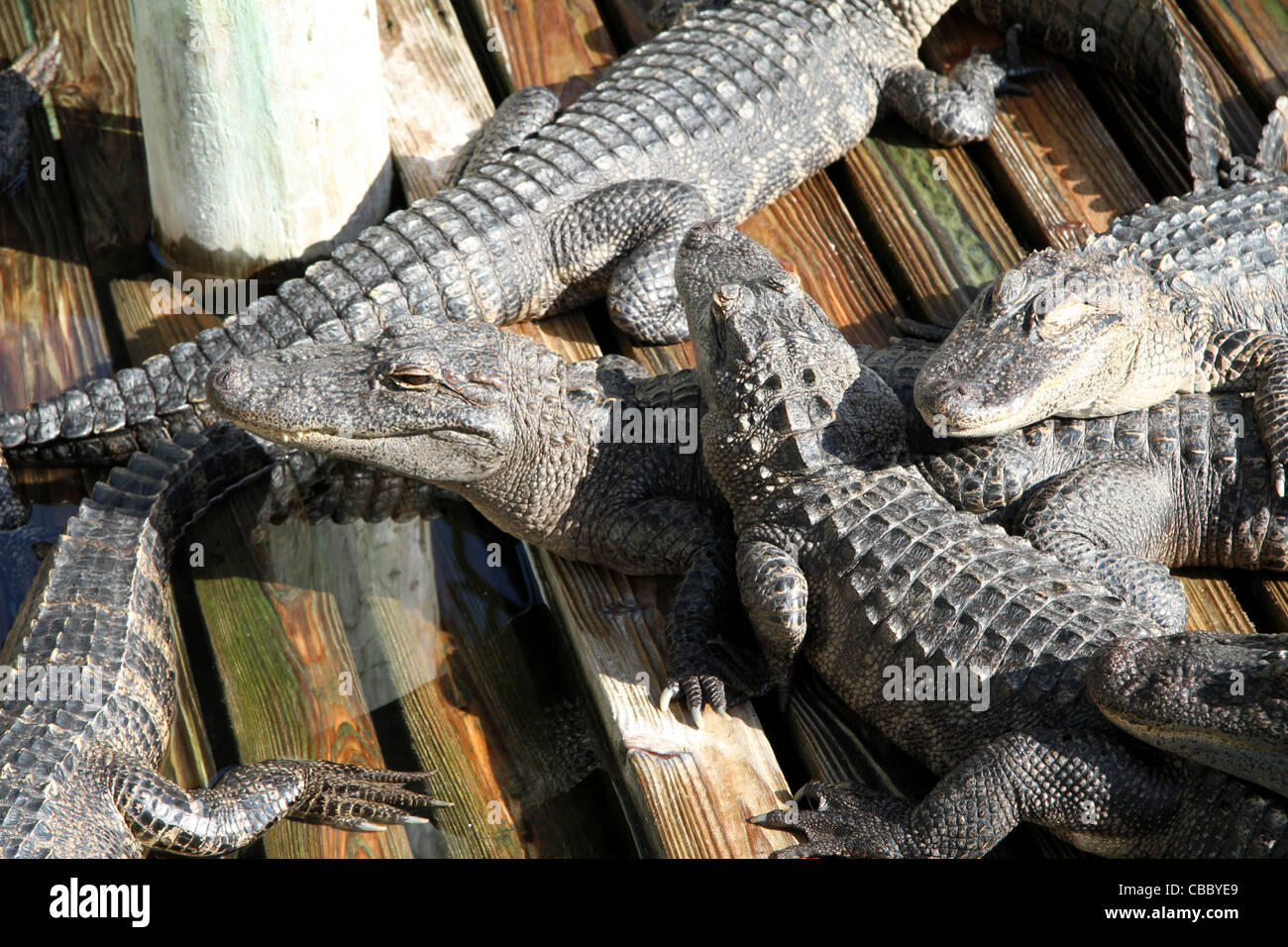 Gatorland hi-res stock photography and images - Alamy