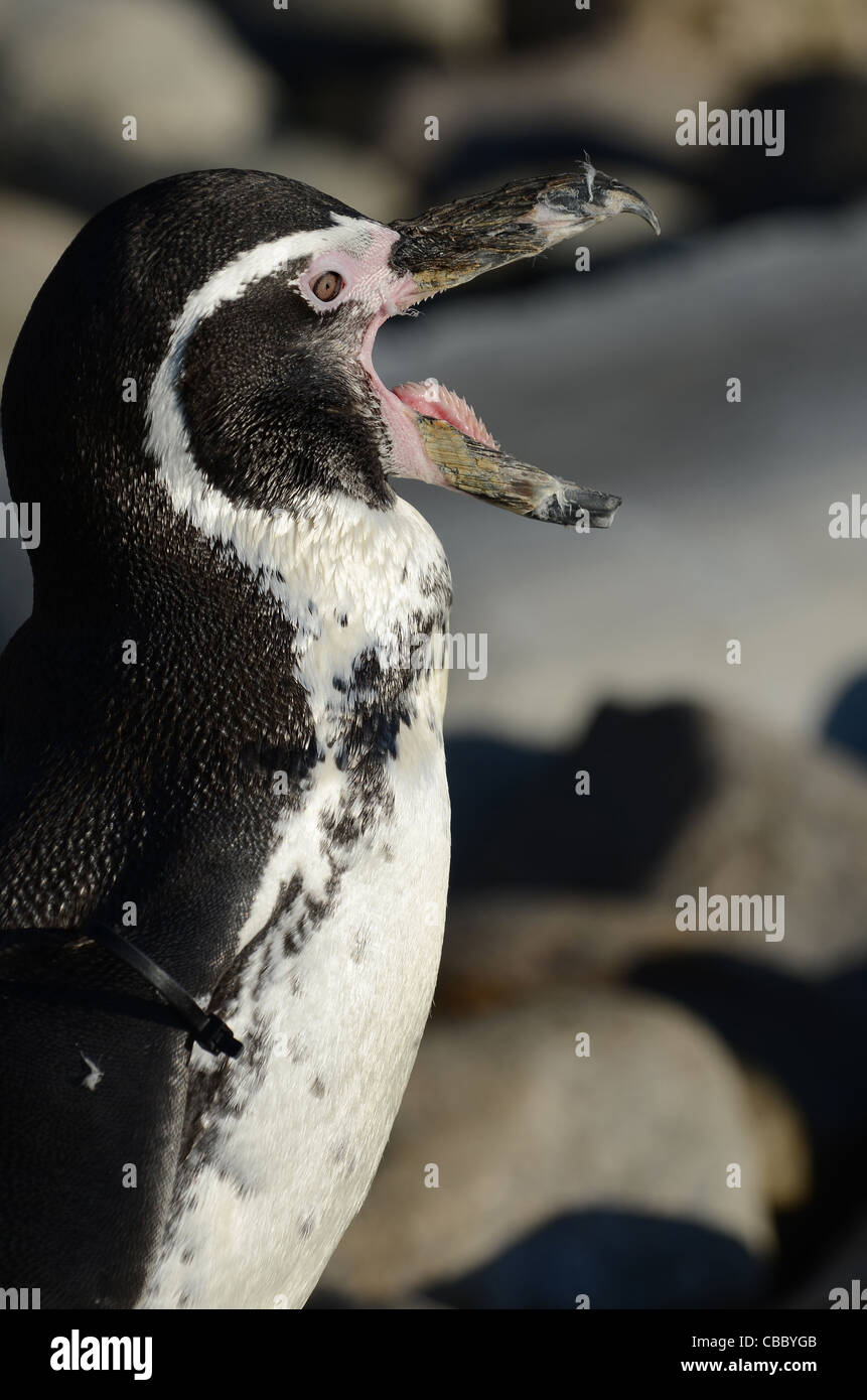 Humboldt Penguin Calling Stock Photo - Alamy