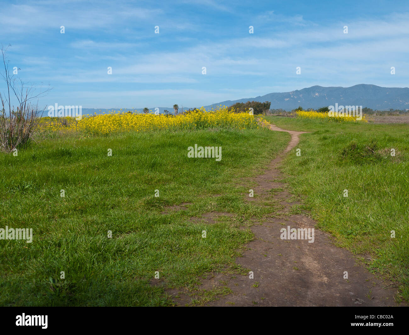 A winding dirt path leading past green grasses in to the distant with ...