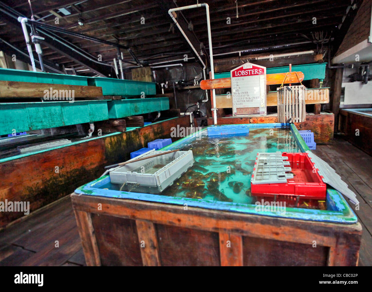 Live fresh lobsters in a pool of water at a market Stock Photo - Alamy