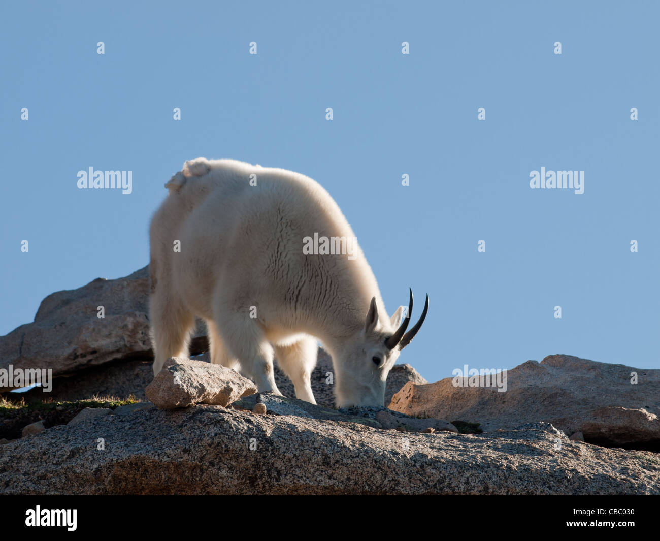Mountain goats on top of Mount Evans. Colorado Stock Photo - Alamy