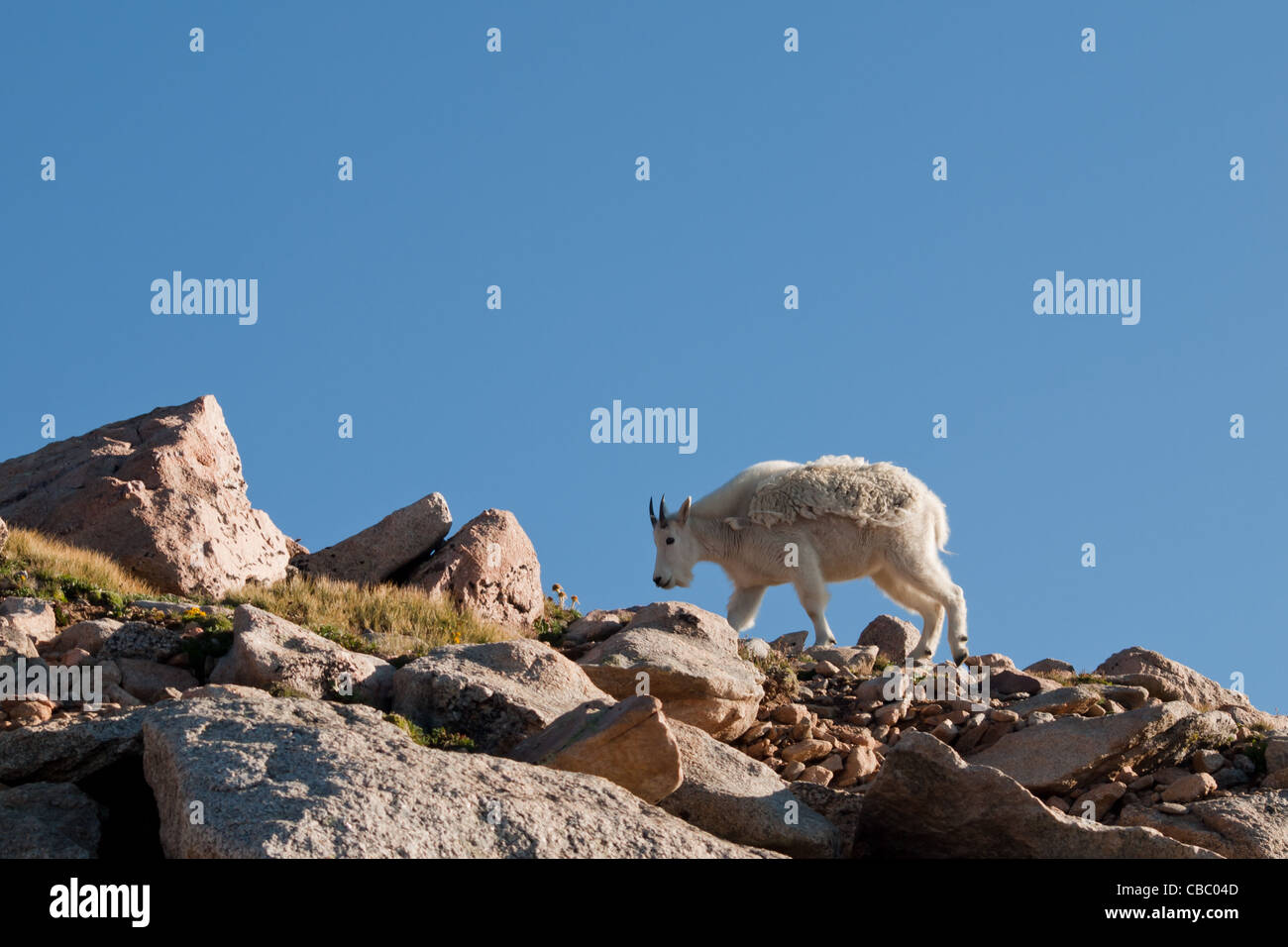 Mountain goats on top of Mount Evans. Colorado Stock Photo - Alamy