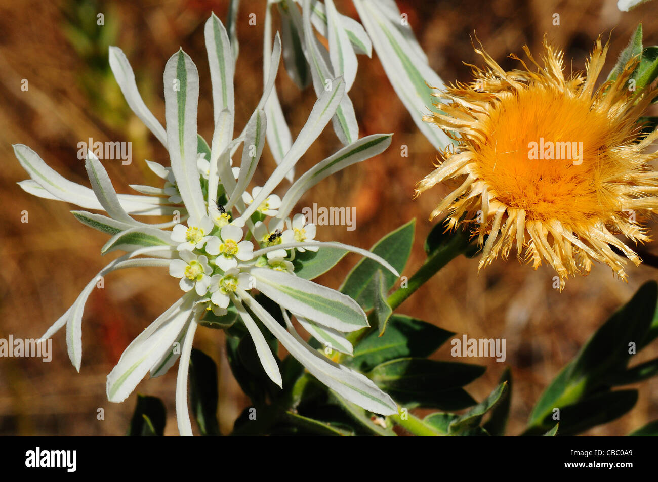 Snow on the prairie Stock Photo - Alamy