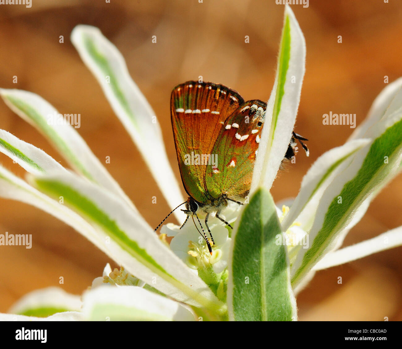 Xami hi-res stock photography and images - Alamy