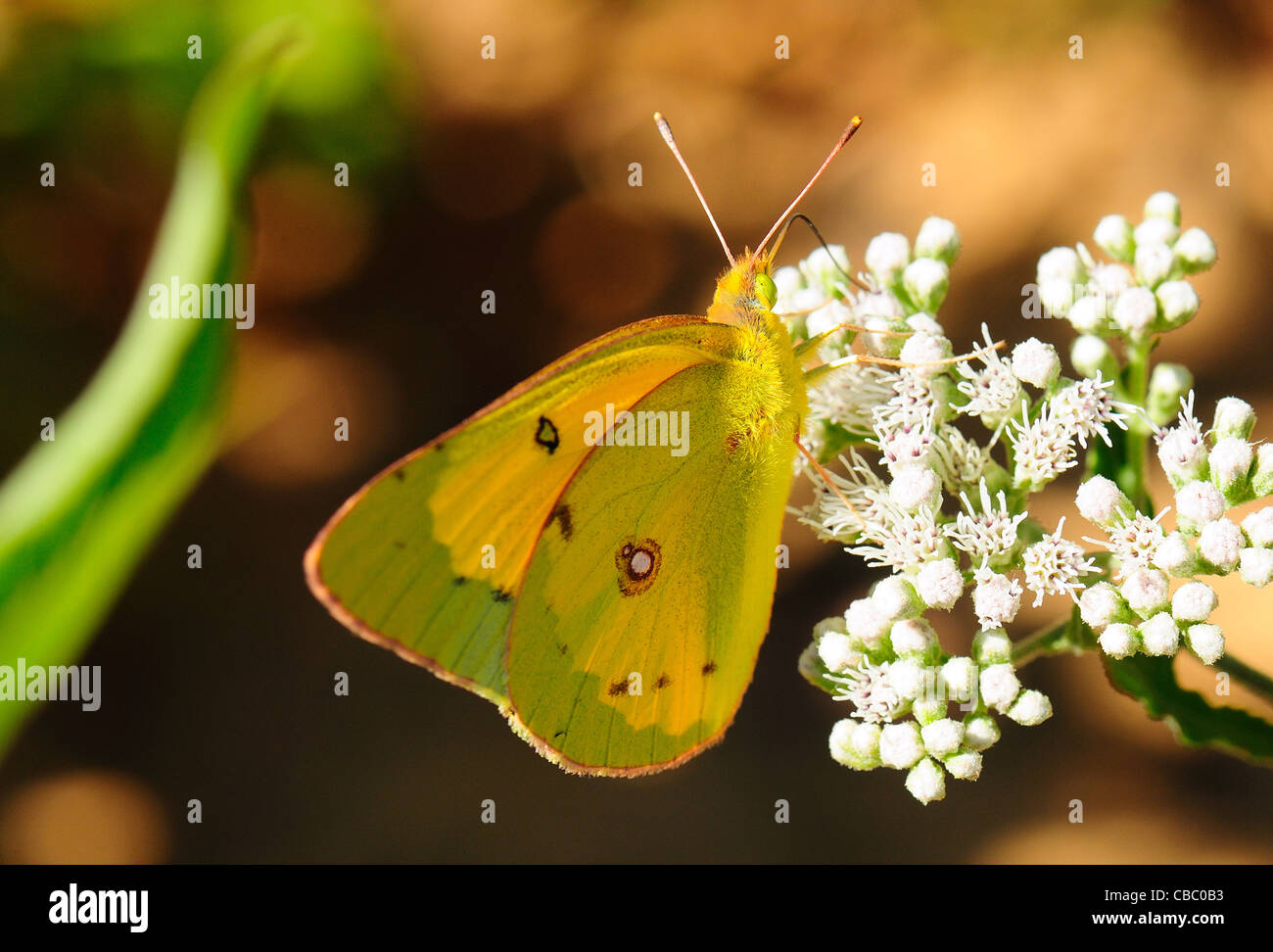 Orange Sulphur butterfly Stock Photo - Alamy