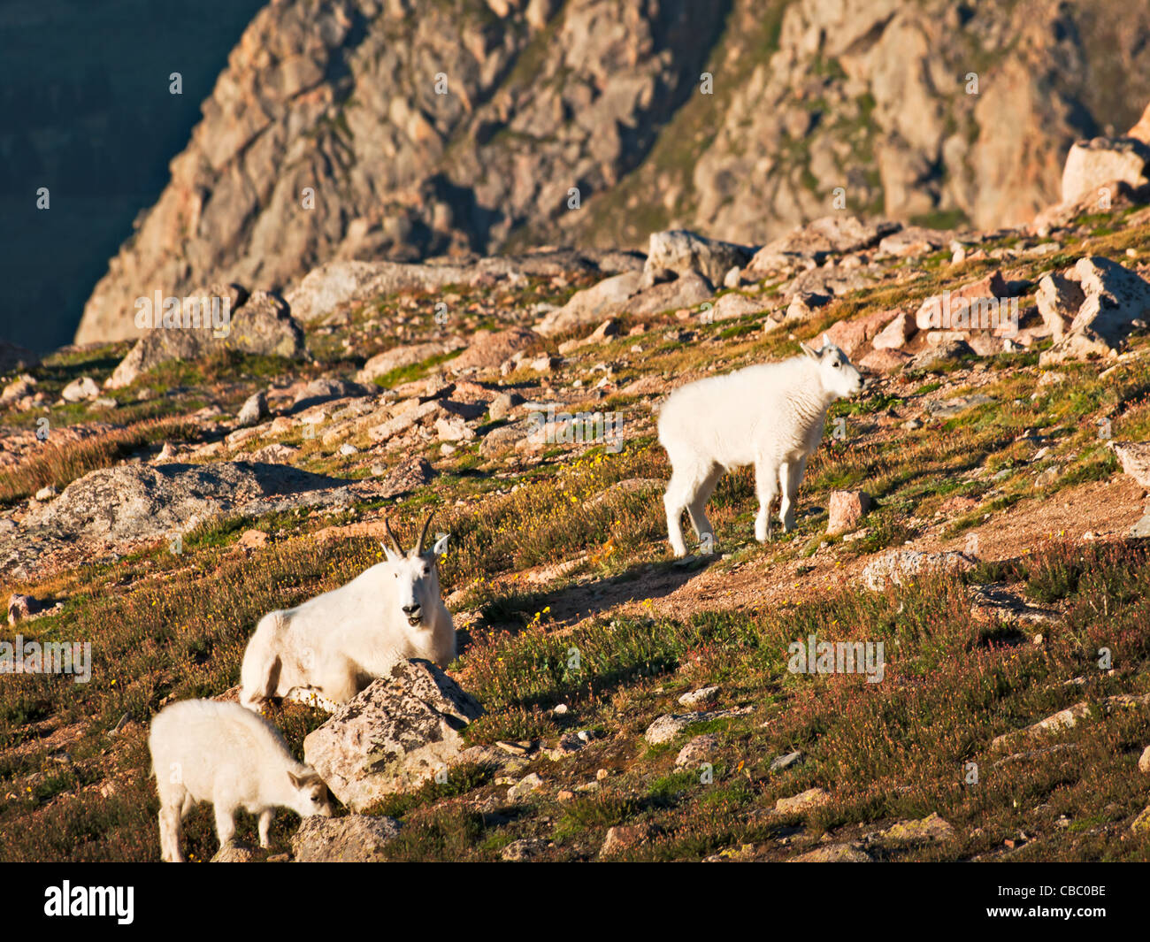 Mountain goats on top of Mount Evans. Colorado Stock Photo - Alamy