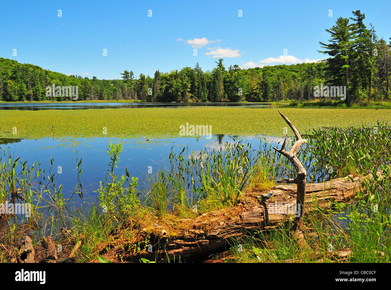 Gatineau park hi-res stock photography and images - Alamy