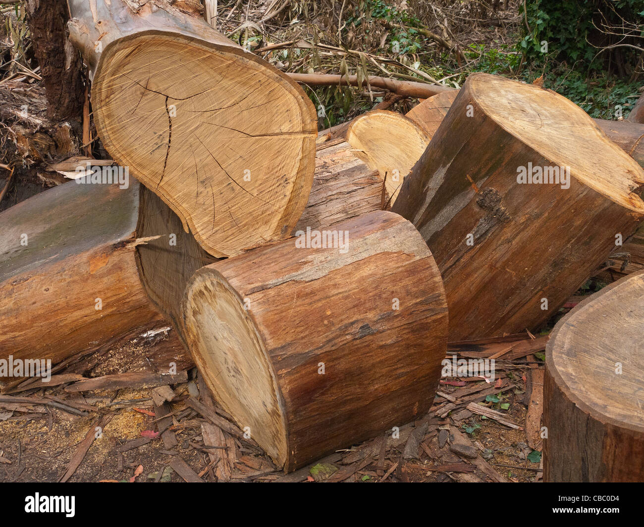 A fallen eucalyptus tree trunk is cut up in manageable pieces and ...