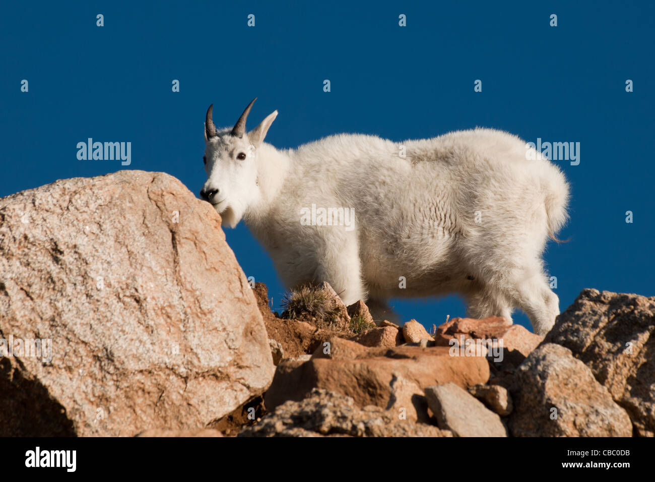 Mountain goats on top of Mount Evans. Colorado Stock Photo - Alamy