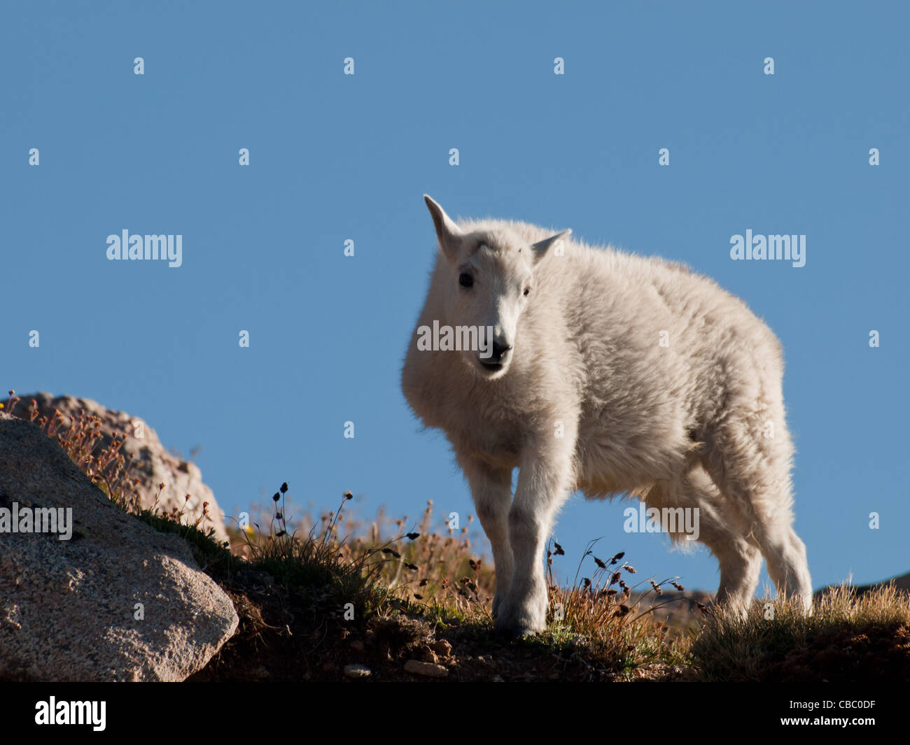 Mountain goats on top of Mount Evans. Colorado Stock Photo - Alamy