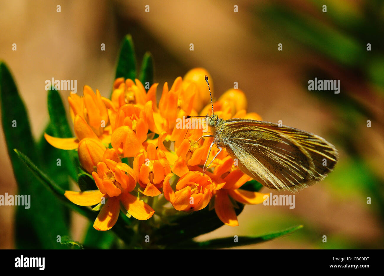 Dainty sulphur butterfly hi-res stock photography and images - Alamy