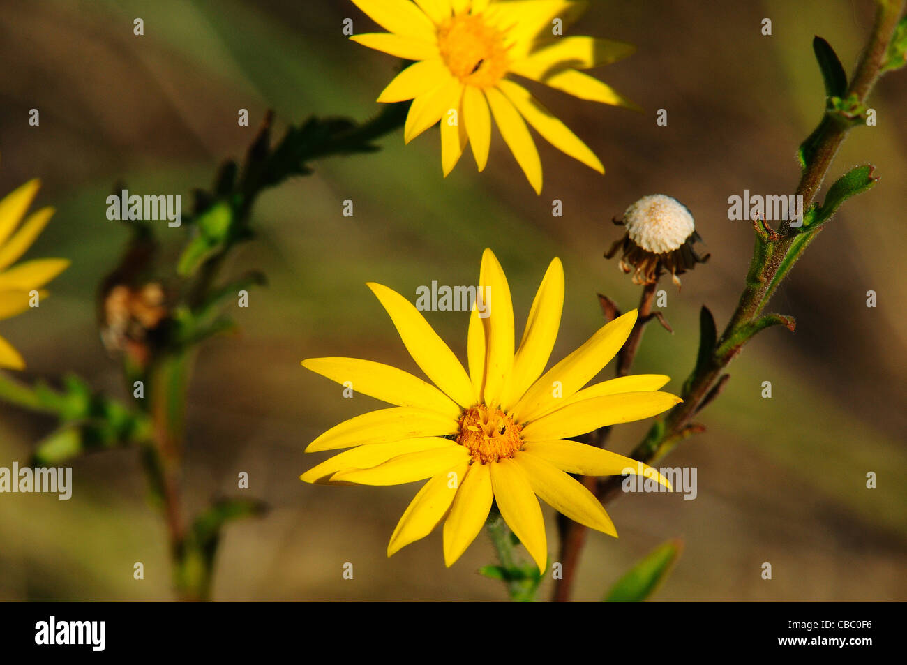 Sleepy Daisy (Xanthisma texanum Stock Photo - Alamy