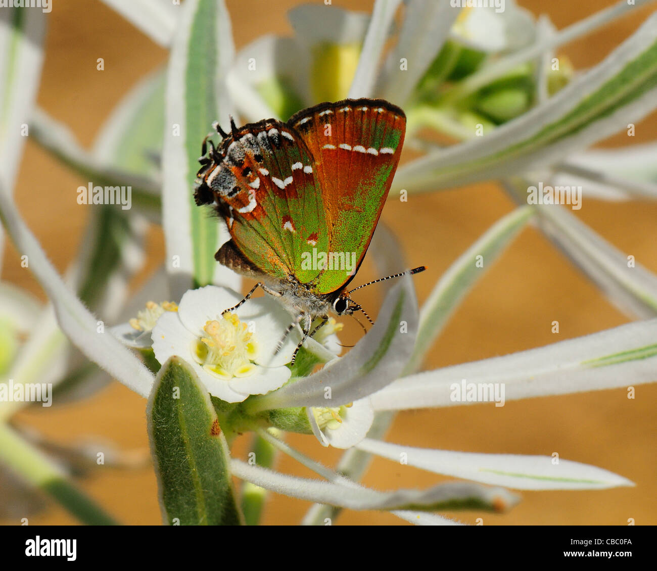 Callophrys xami hi-res stock photography and images - Alamy