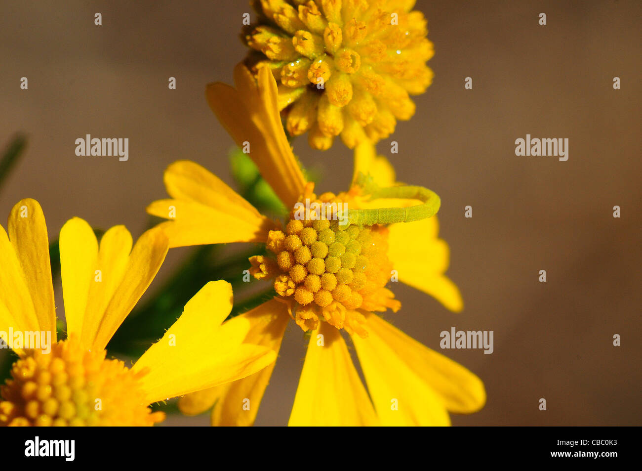 Caterpillar weed hi-res stock photography and images - Alamy