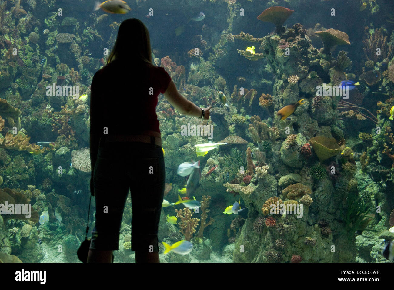 The Deep Hull, an underwater aquarium Stock Photo - Alamy