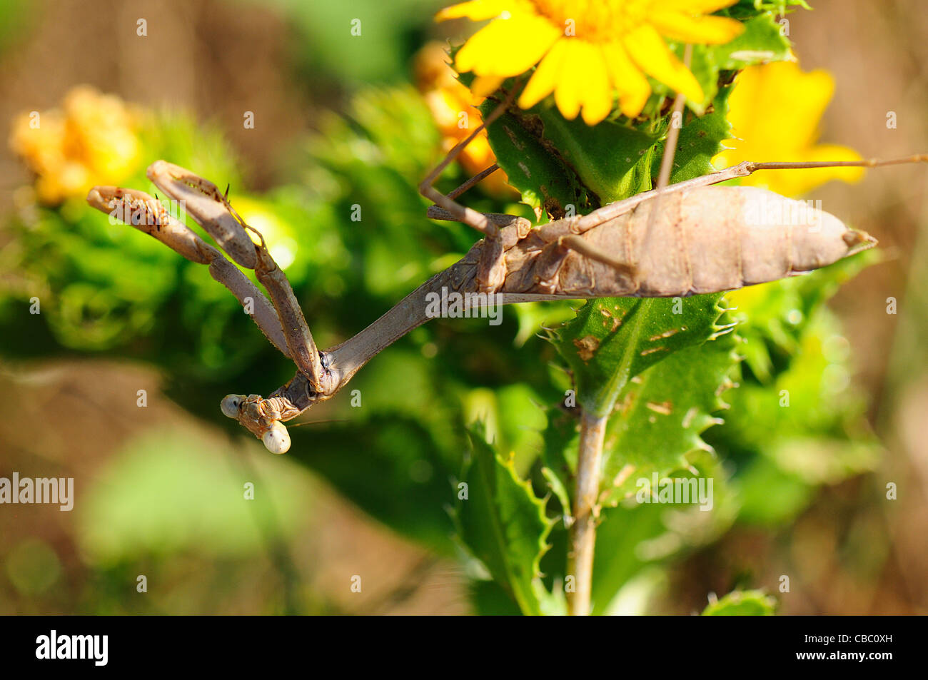 Yellow mantis hi-res stock photography and images - Alamy
