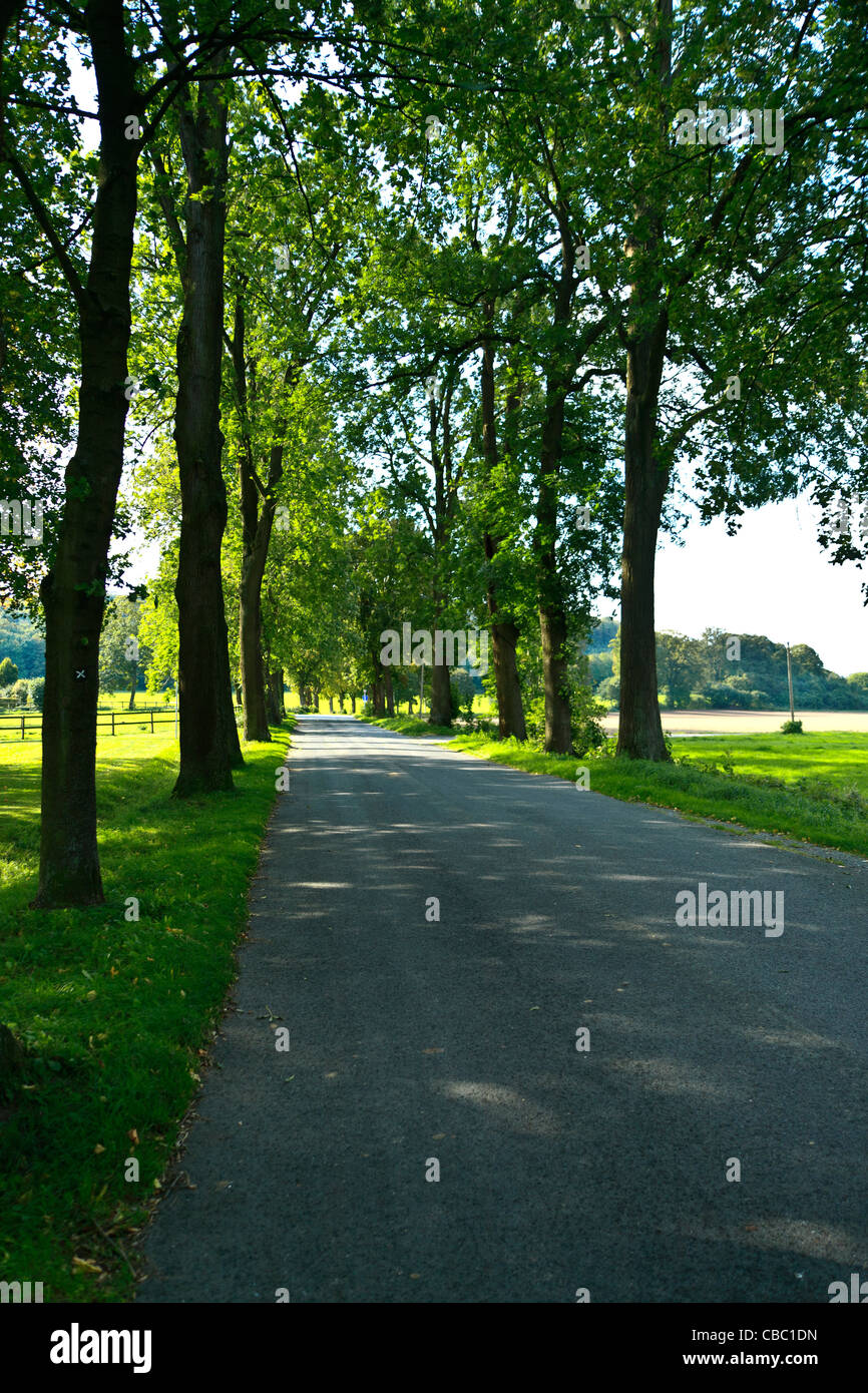 Tree lined paved road Stock Photo - Alamy