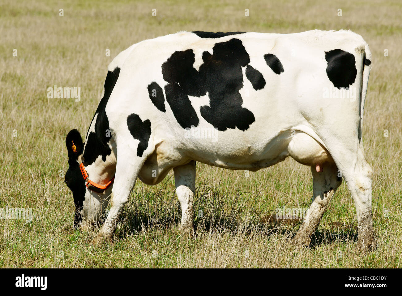 Norman cow hi-res stock photography and images - Alamy