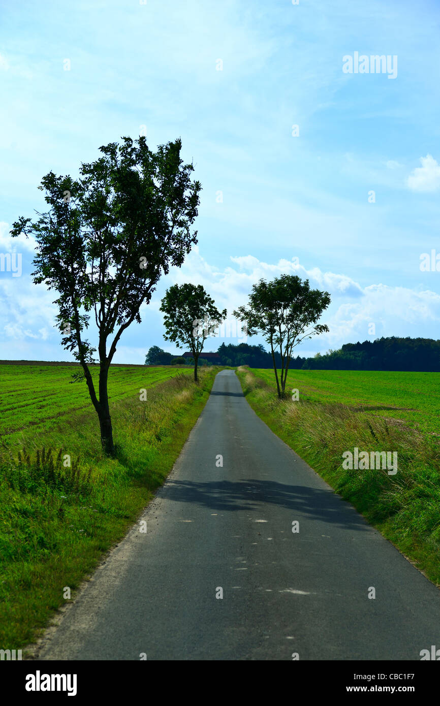 Tree lined paved road Stock Photo - Alamy