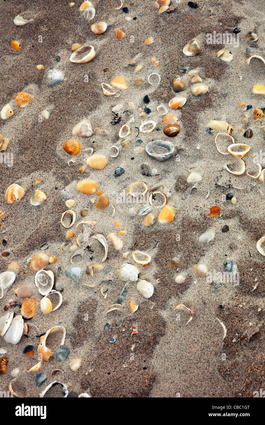 Closeup of seashells on the beach Stock Photo - Alamy
