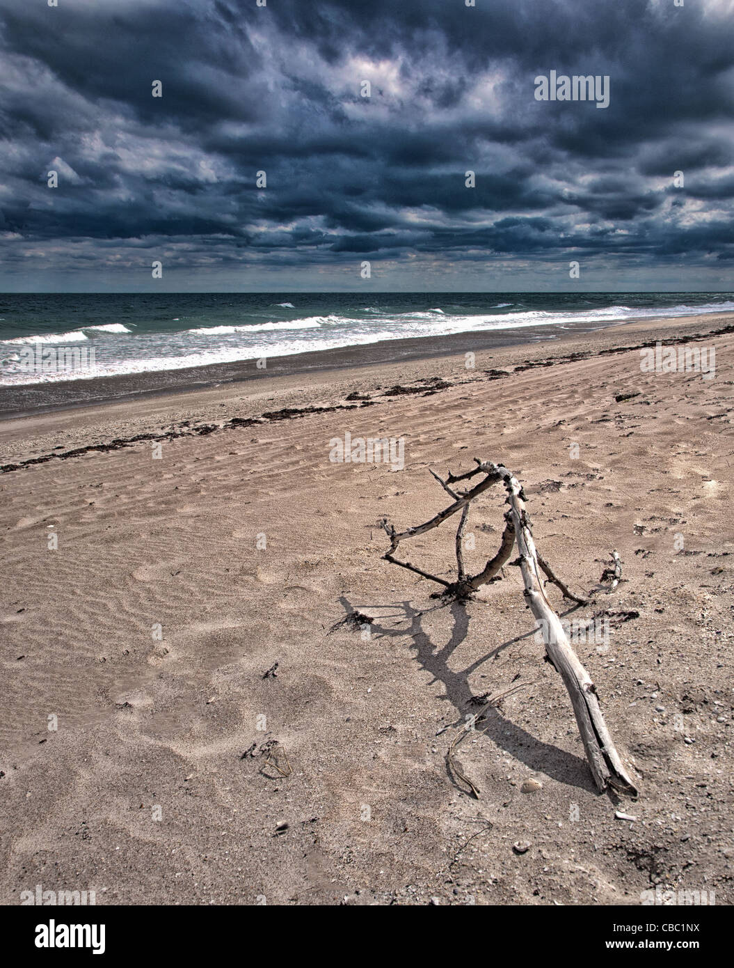 A lonely branch laying on a Florida beach Stock Photo - Alamy