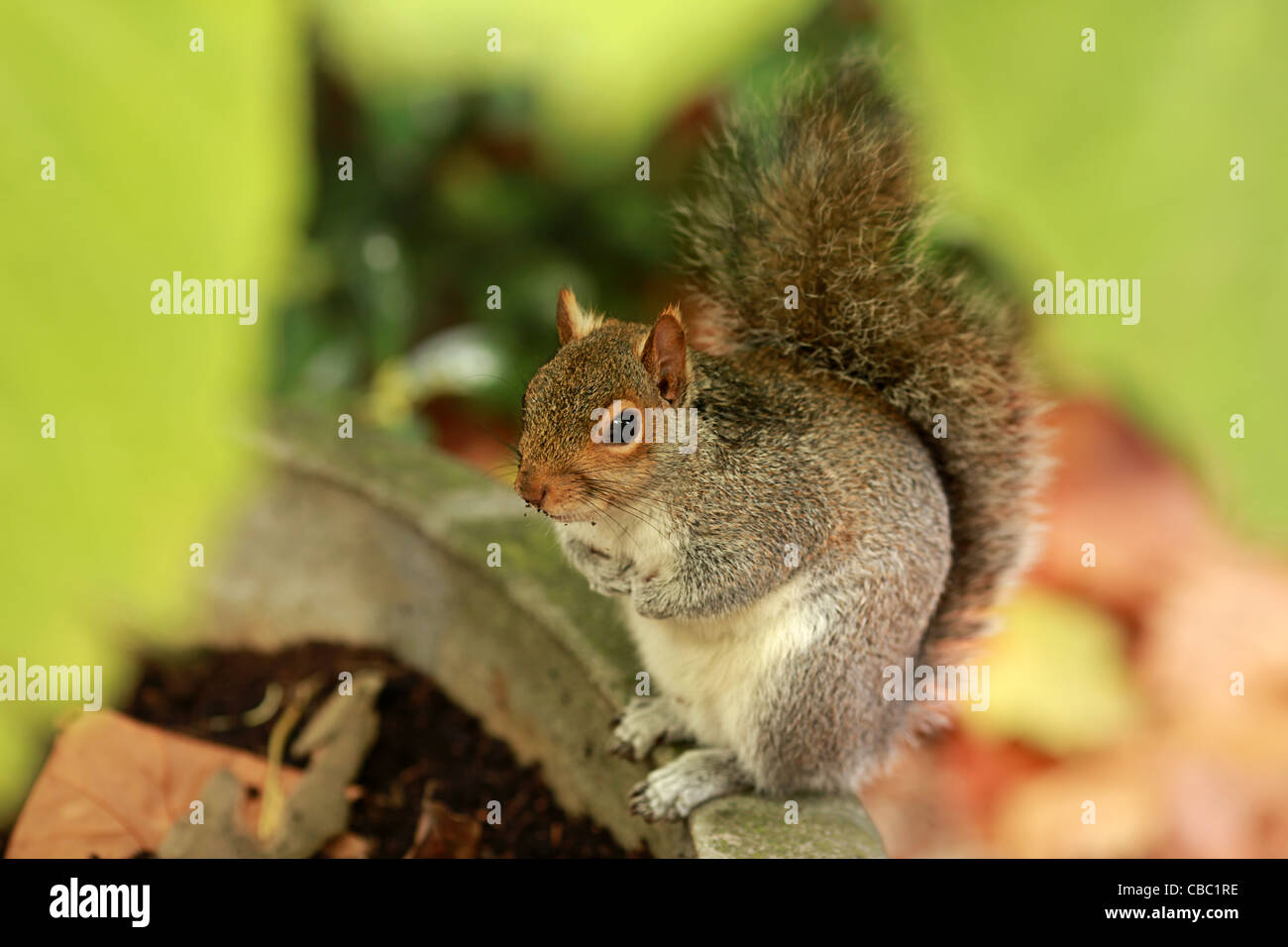 A grey squirrel Stock Photo - Alamy