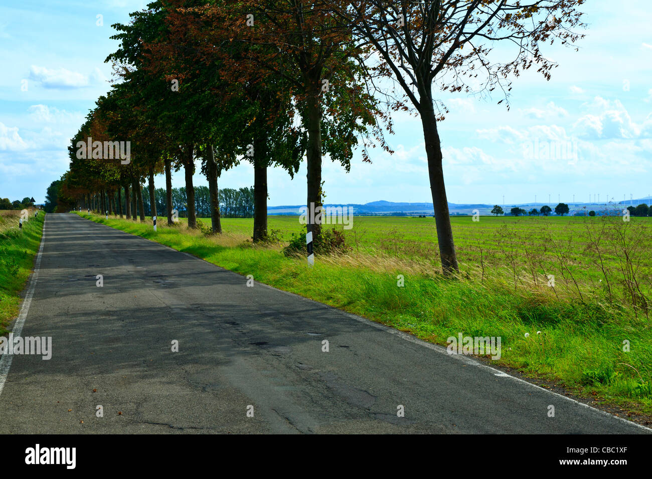 Tree lined paved road Stock Photo - Alamy