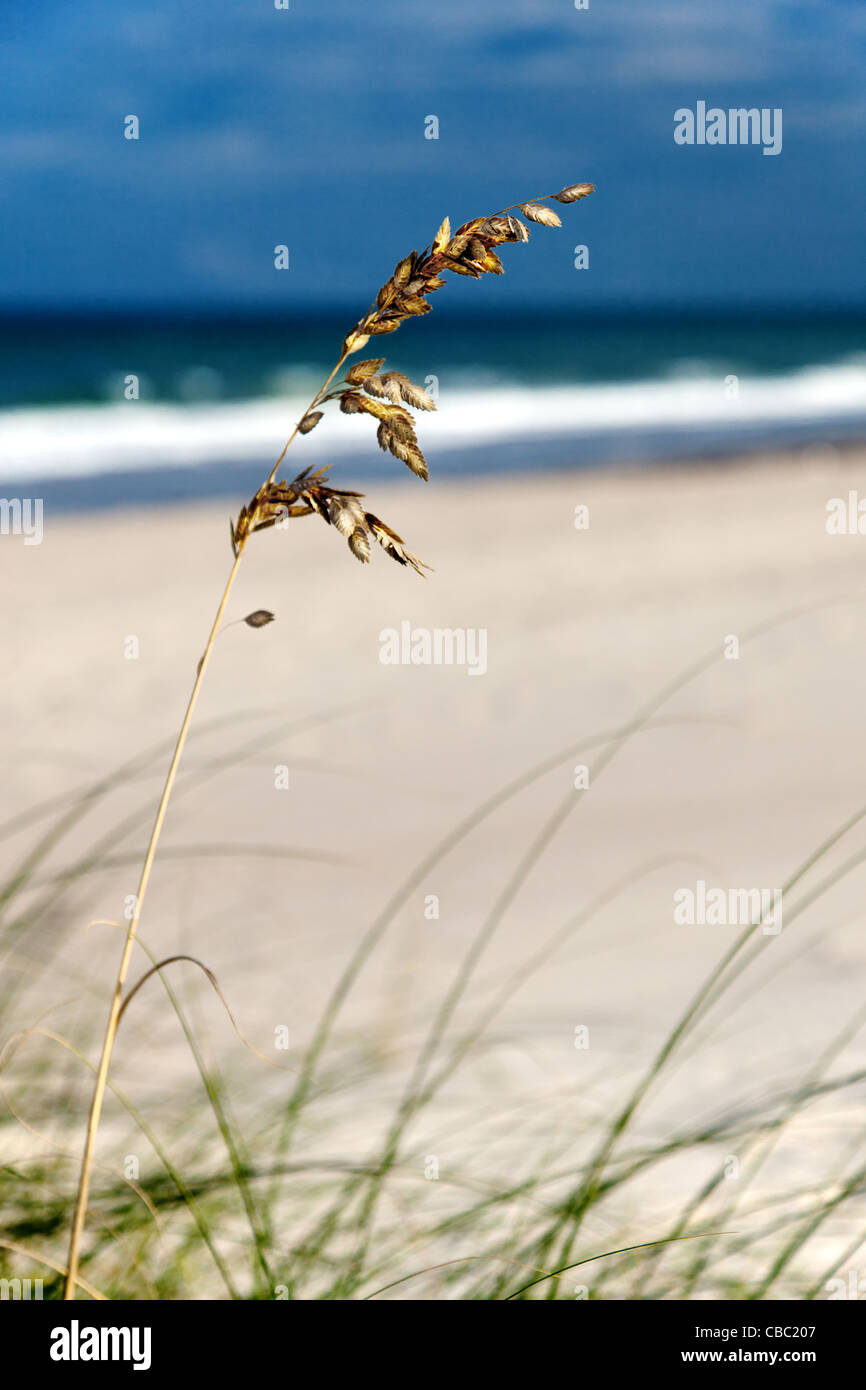 Closeup of wild plant growing on beach in Florida Stock Photo - Alamy