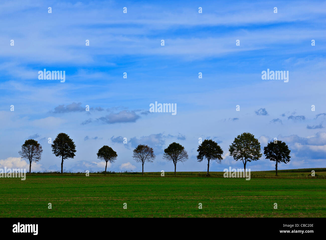 Row of trees in flat landscape Stock Photo - Alamy