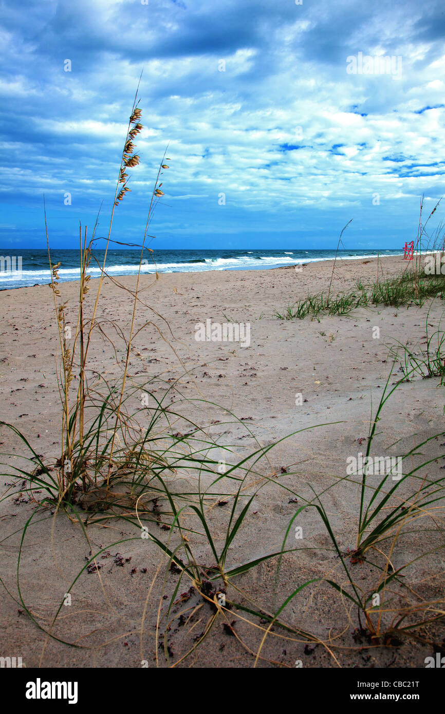 Florida beach plants hi-res stock photography and images - Alamy