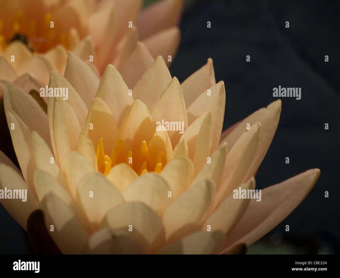 Nymphaea 'Georgia Peach' water lily. This fantastic lily has peach ...