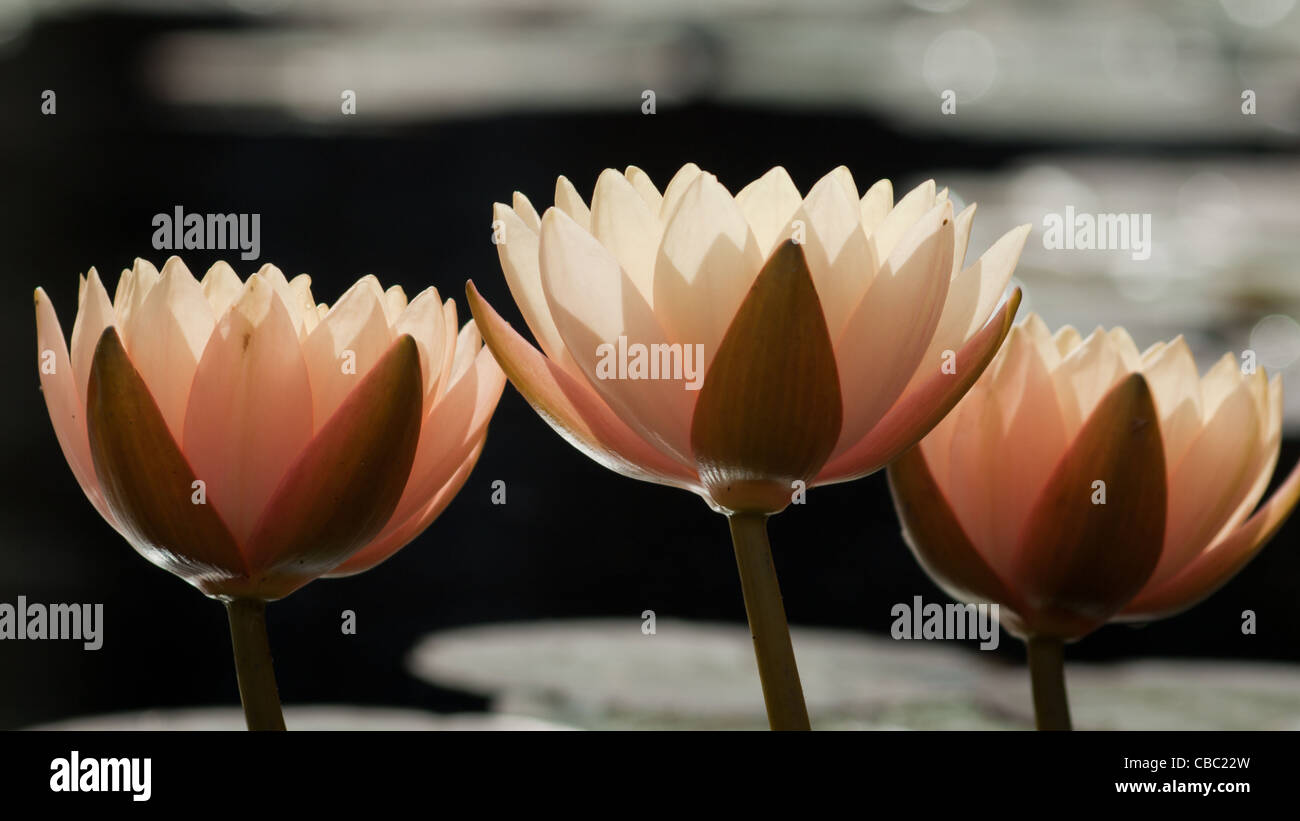 Nymphaea 'Georgia Peach' water lily. This fantastic lily has peach ...