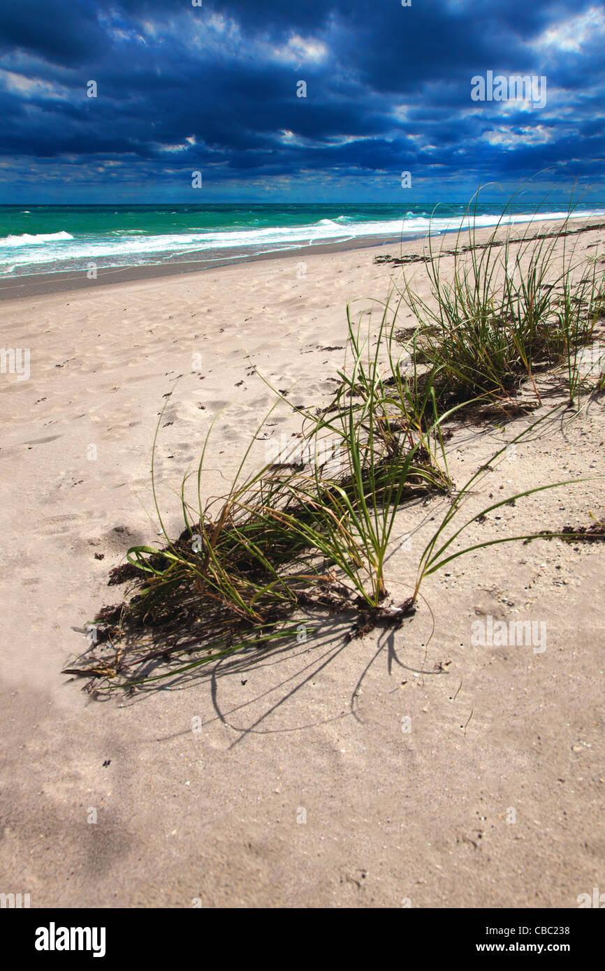 Beach weeds hi-res stock photography and images - Alamy
