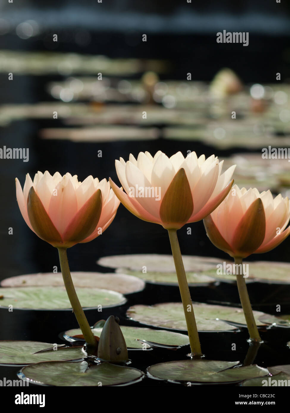 Nymphaea 'Georgia Peach' water lily. This fantastic lily has peach ...