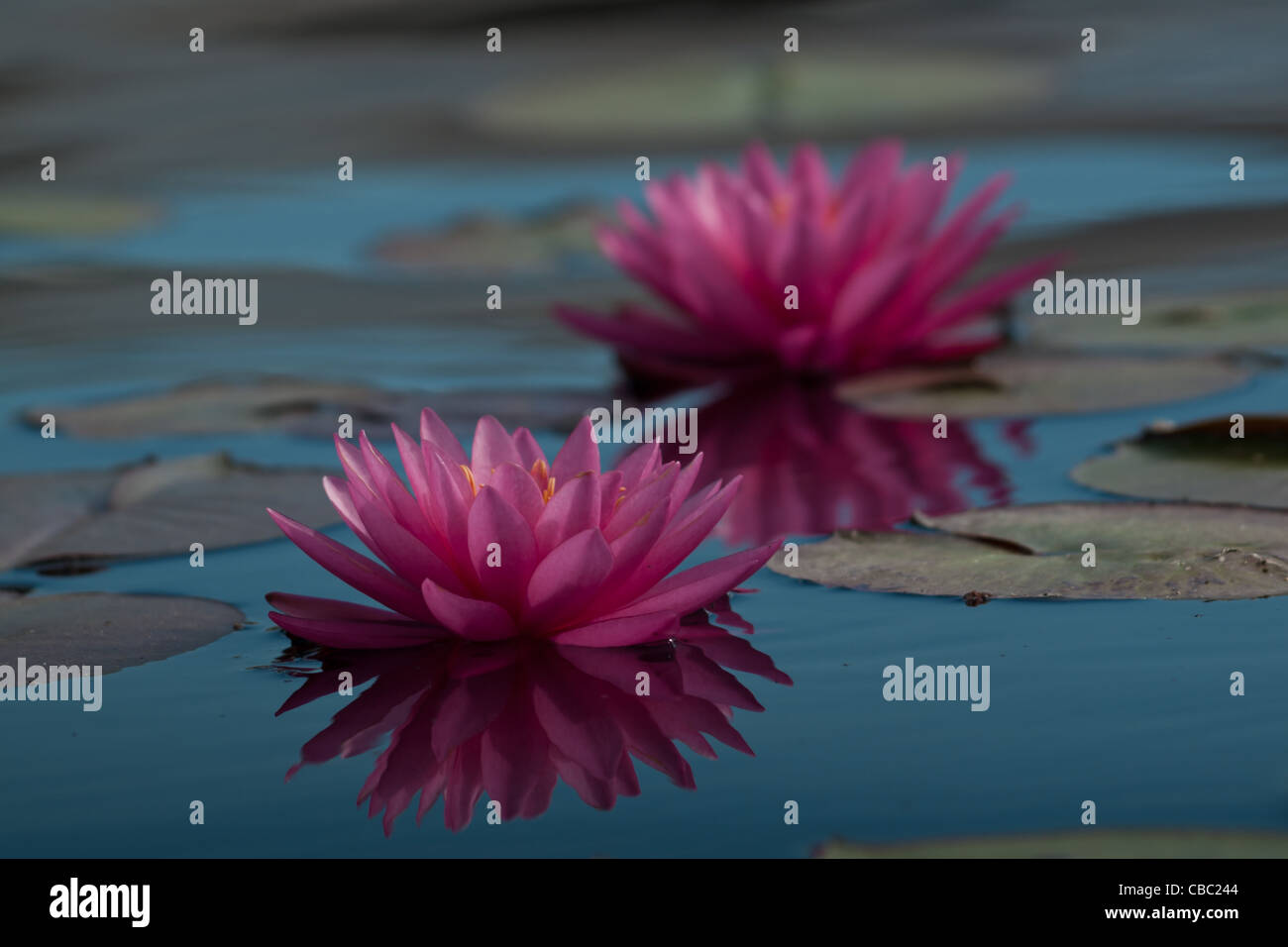 Nymphaea 'George L. Thomas' water lily. The bright, almost fluorescent ...