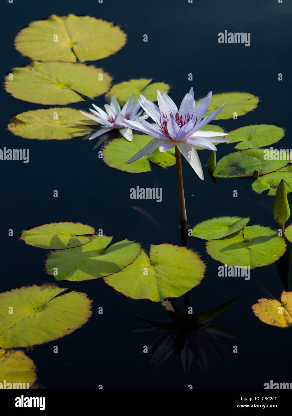 Water lily blossoming in the pond. N. 'Bill Frase' water lily Stock ...