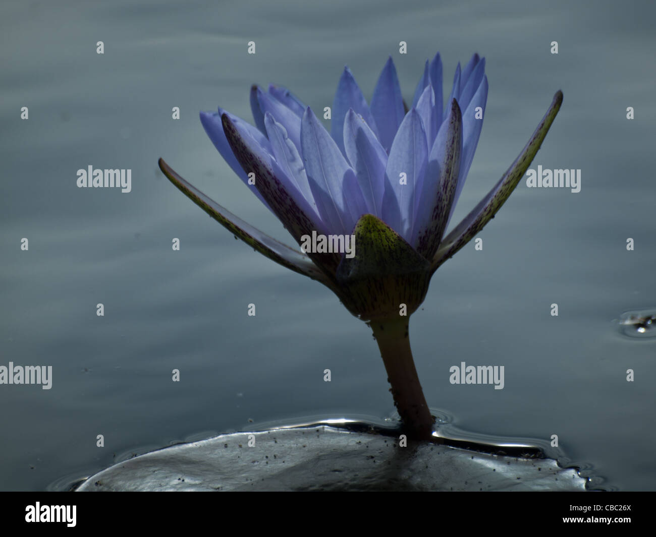 Water lily blossoming in the pond. N. 'Bill Frase' water lily Stock ...