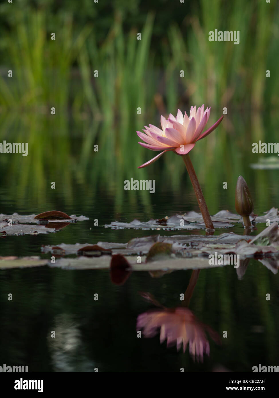 Nymphaea 'Colorado' water lily. This prolific, award-winning lily ...