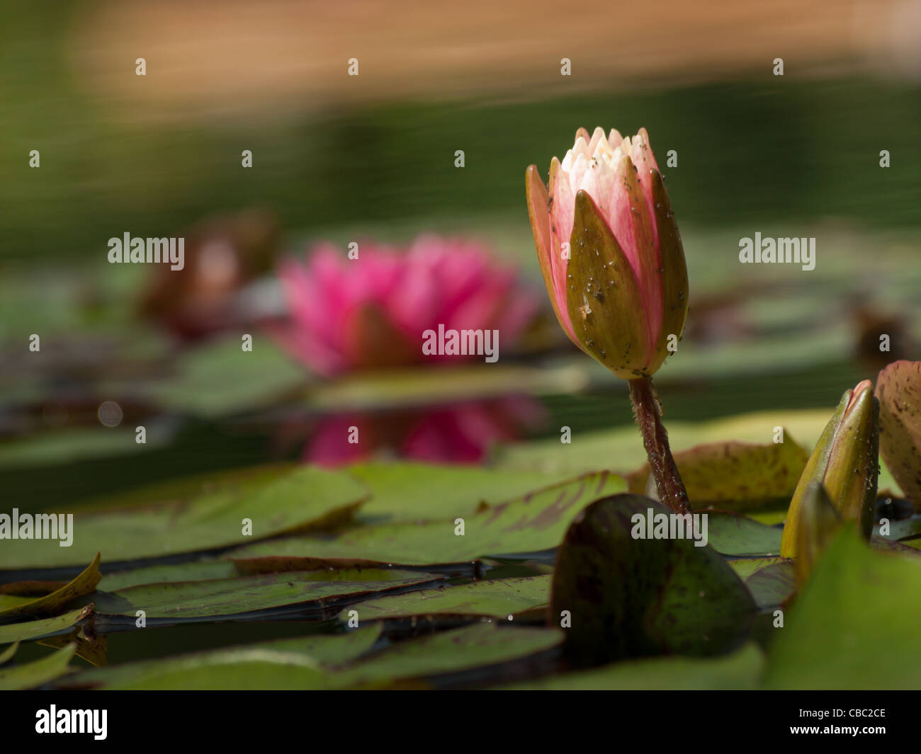 Nymphaea 'Colorado' water lily. This prolific, award-winning lily ...