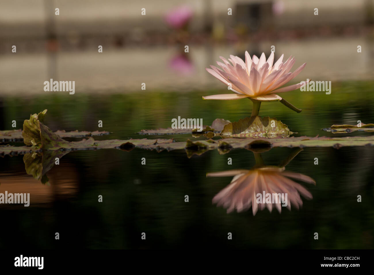 Nymphaea 'Colorado' water lily. This prolific, award-winning lily ...