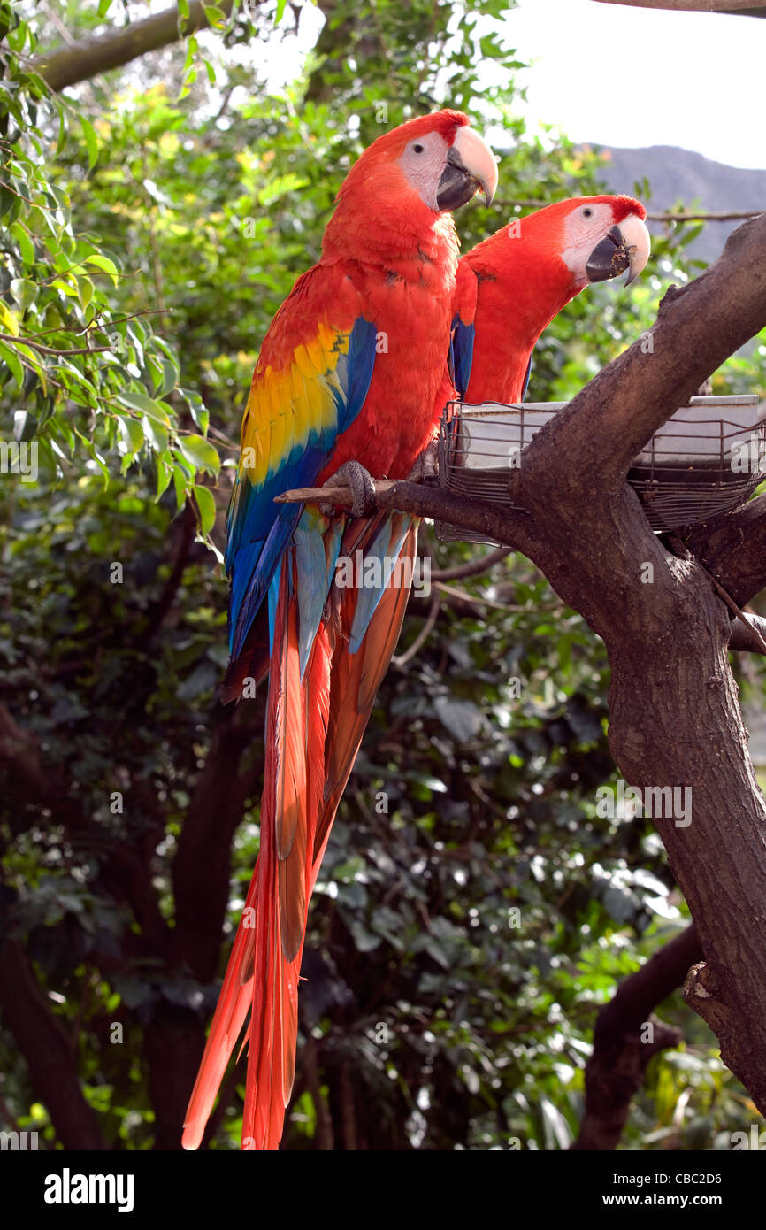 Hout Bay: World of Birds & Monkey Jungle - Macaw parrots Stock Photo ...