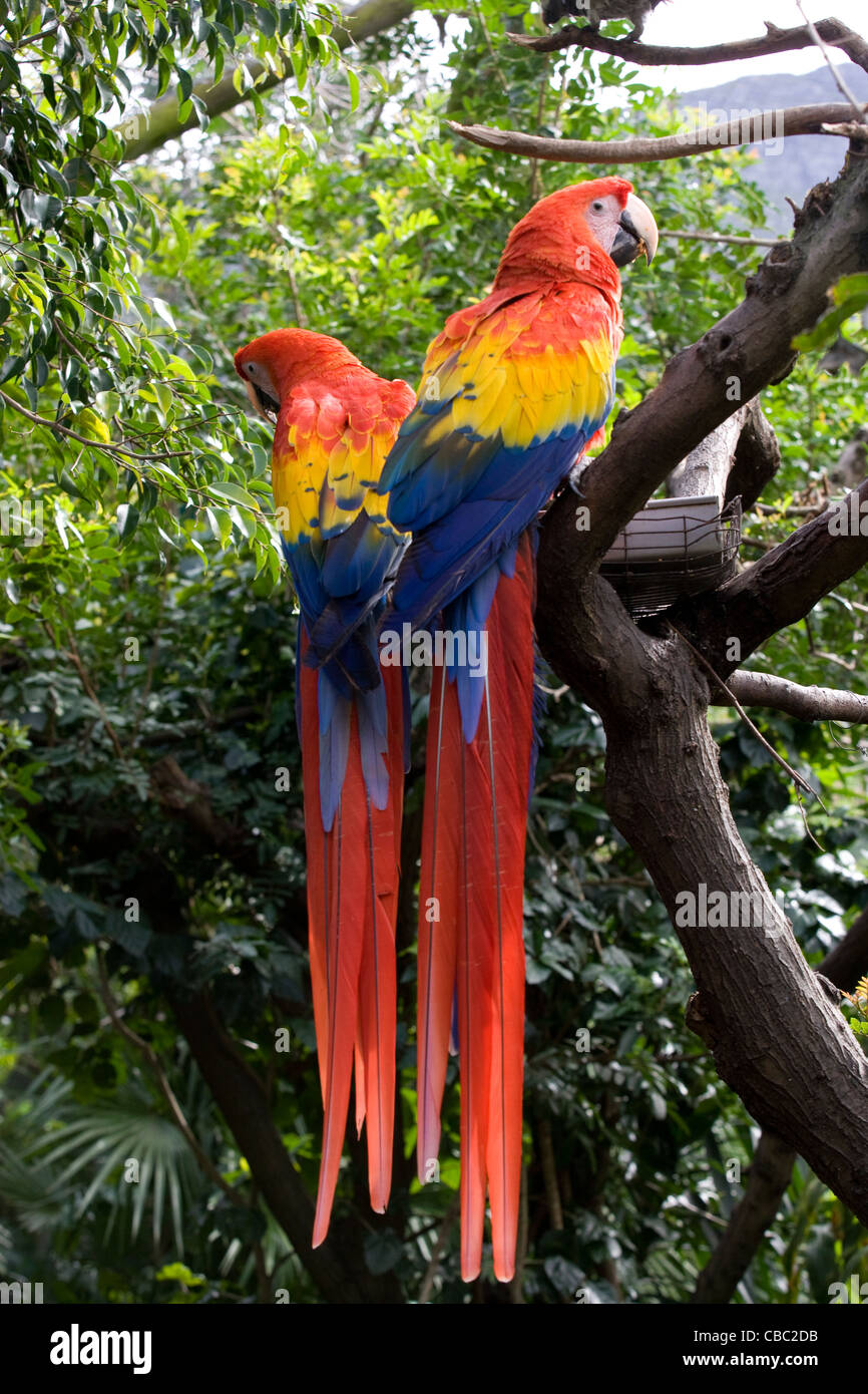 Hout Bay: World of Birds & Monkey Jungle - Macaw parrots Stock Photo ...