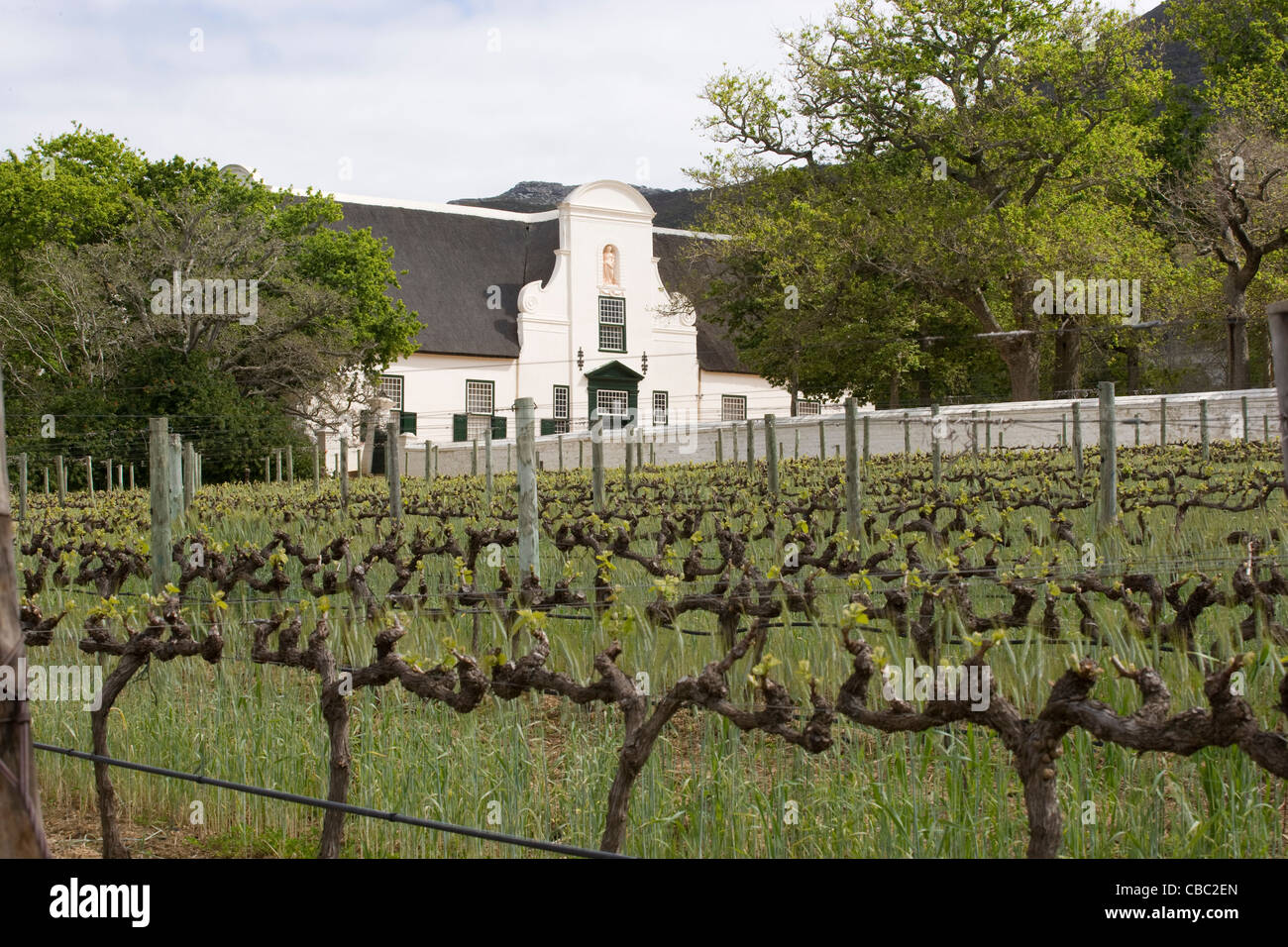 Groot Constantia Wine Estate: young vines Stock Photo - Alamy
