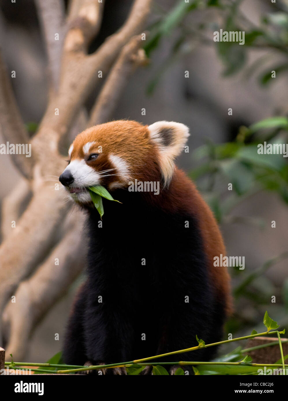 A beautiful Red Panda Stock Photo - Alamy