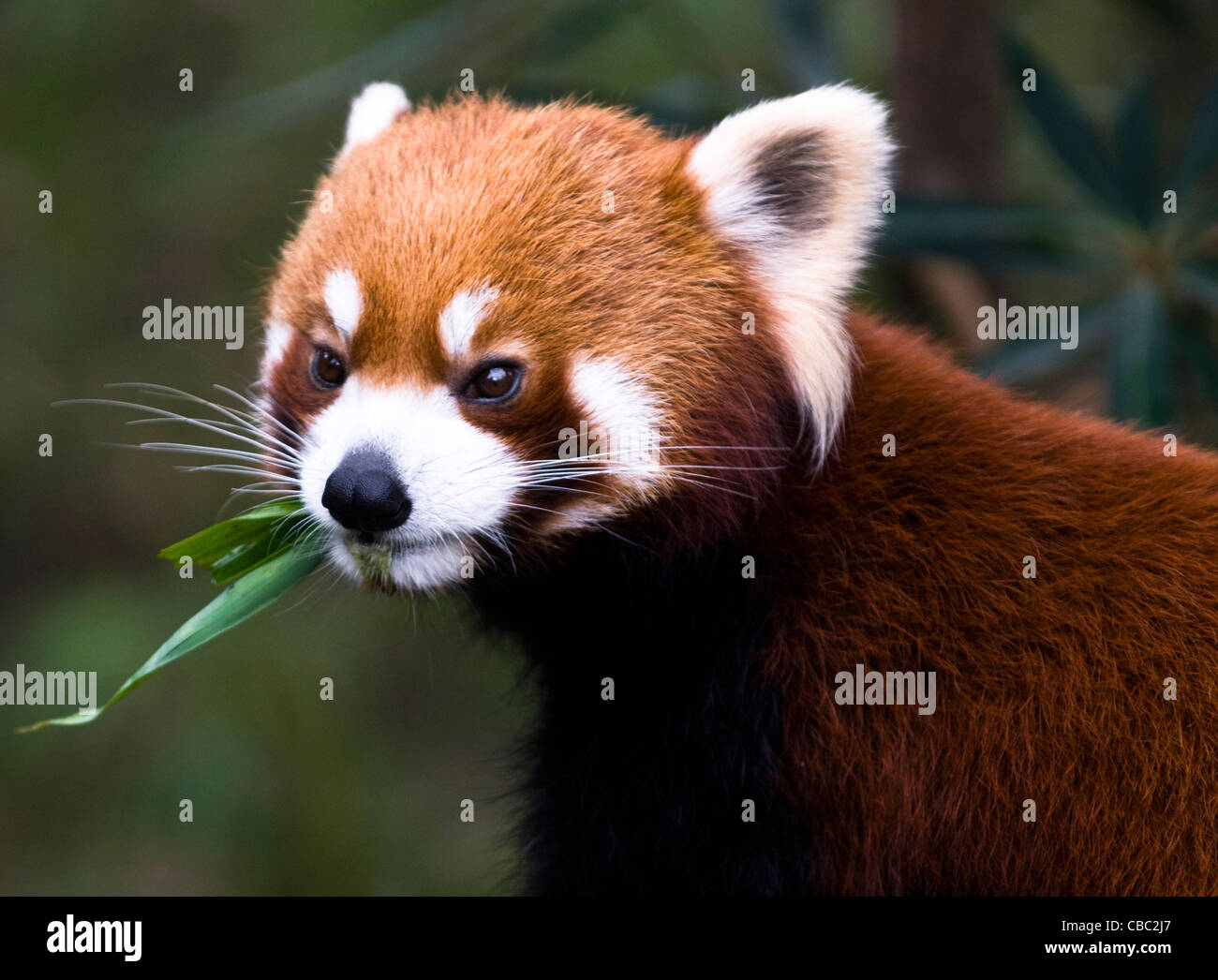 Portrait of a Red Panda Stock Photo - Alamy