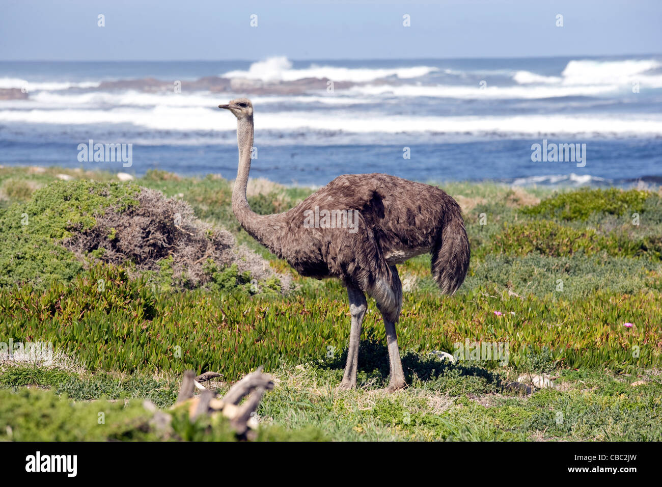 Ostrich bay hi-res stock photography and images - Alamy