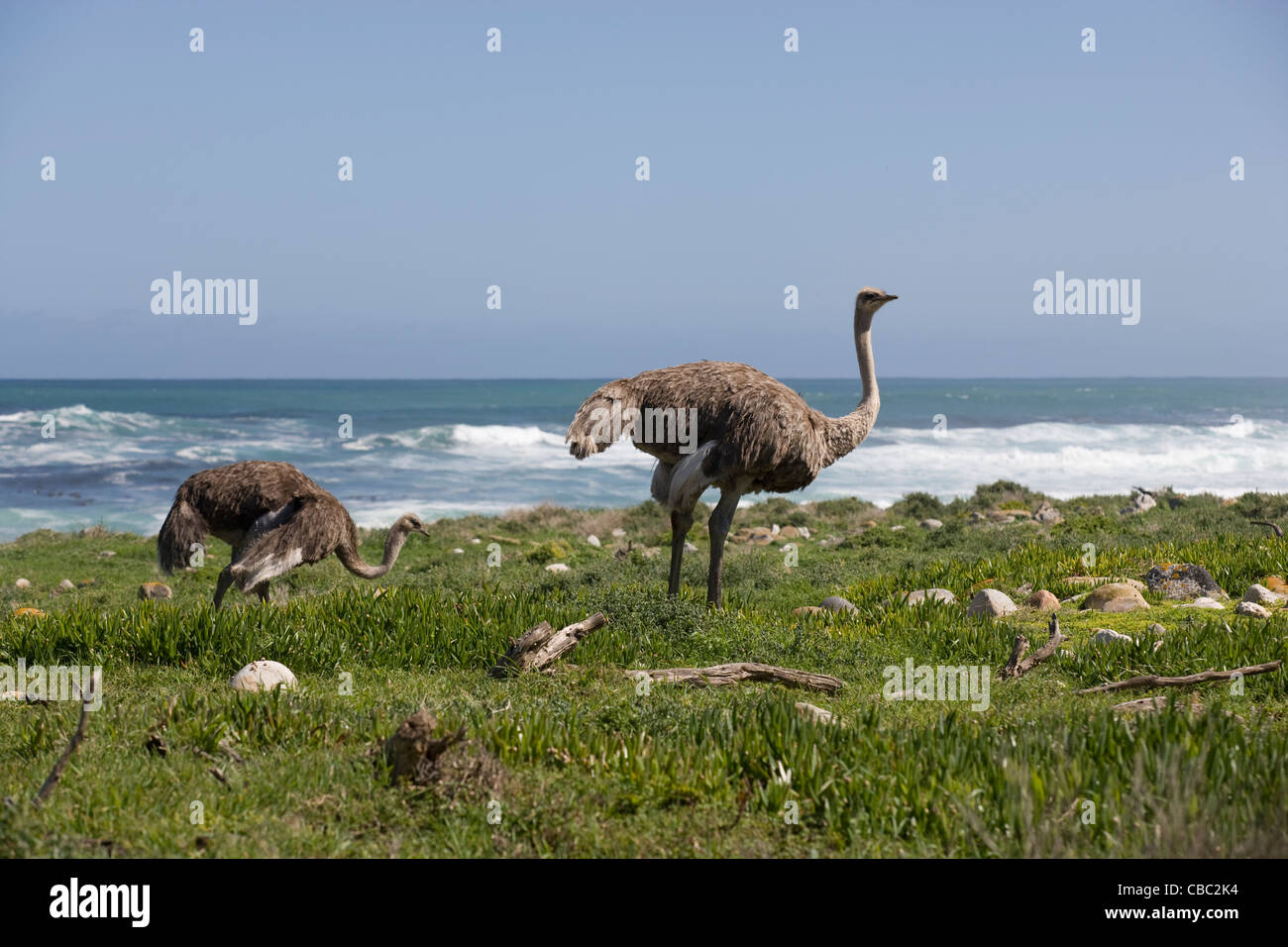 Cape of Good Hope: wild ostriches on Maclear beach adj to Cape of Good ...