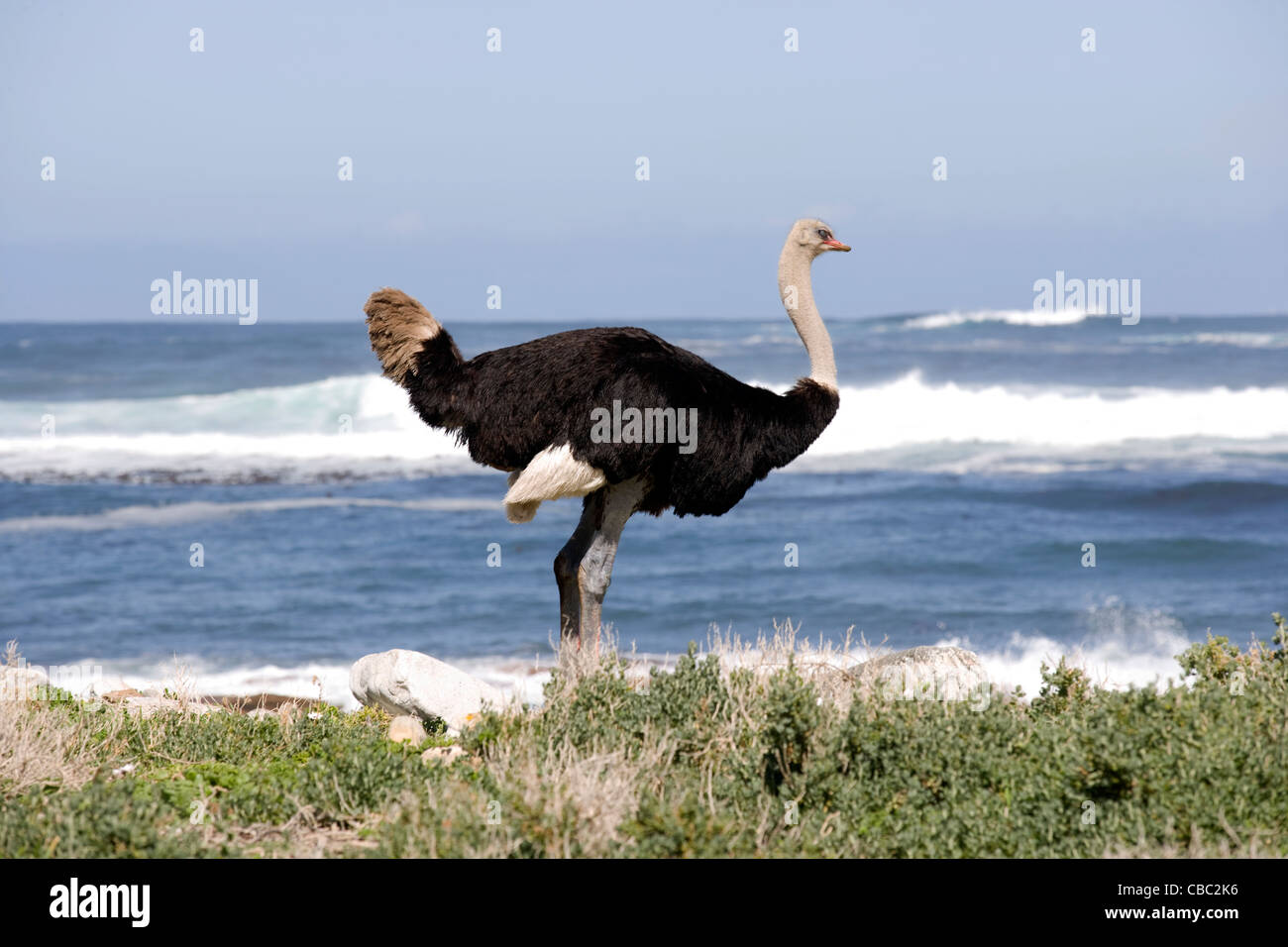 Ostrich bay hi-res stock photography and images - Alamy